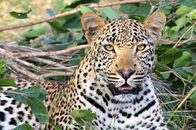 Narlai Leopard Safari and Village Walk - Key Points
