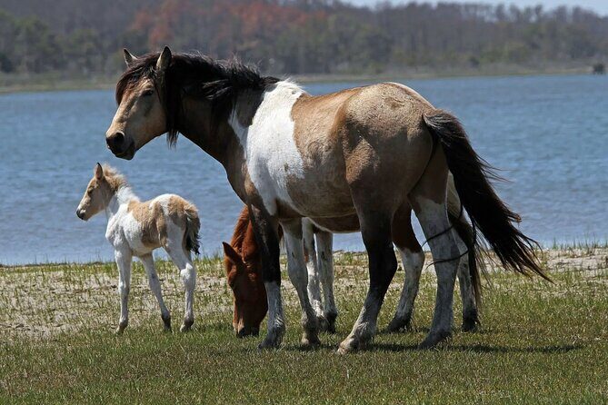 Narrated Sunset Wild Pony Cruise in Chincoteague - FAQs