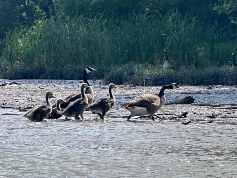 Nashville: Old Hickory Lake Clear Kayak Wildlife Tour - Who will love this experience?