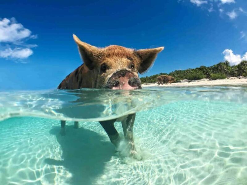 Nassau: 3-Island Snorkel Tour with Pigs, Beach Club, & Lunch - Who Should Consider This Tour?
