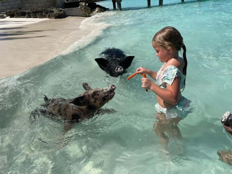 Nassau: 3 Islands Boat w/ Swimming Pigs, Snorkeling & Turtle - Nassau: 3 Islands Boat with Swimming Pigs, Snorkeling & Turtle – A Full-Day Natural Adventure