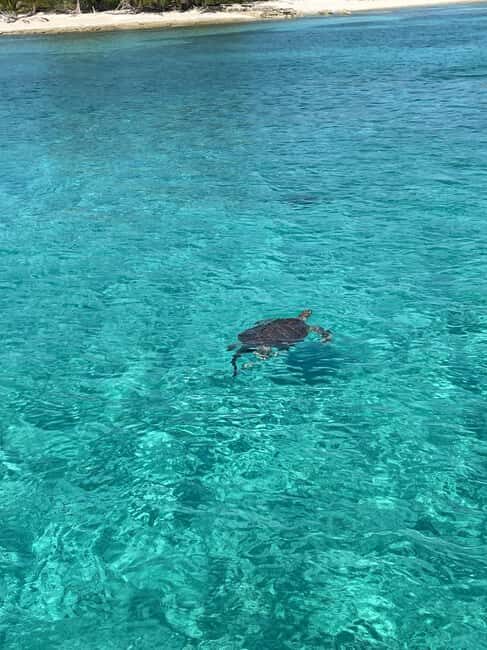 Nassau: 3 Islands Boat w/ Swimming Pigs, Snorkeling & Turtle - What the Reviews Tell Us: Authenticity and Safety