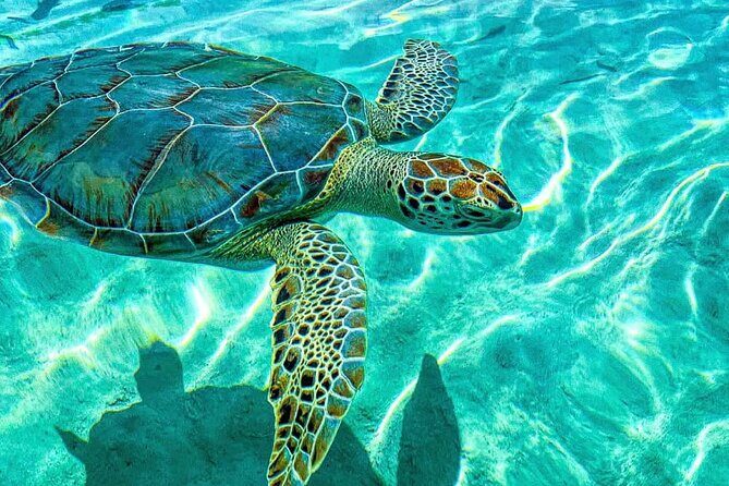 Nassau: 3 islands Pigs,Turtles,Snorkel & Beach Club with lunch - Who Should Book This Tour?