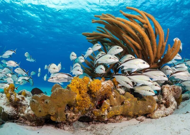 Nassau: 3 Islands Tour, Snorkel, Pig Beach, Turtles & Lunch - Who Should Consider This Tour?