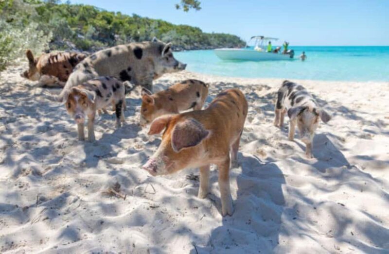Nassau: 3 Islands Tour, Snorkel, Pig Beach, Turtles & Lunch - The Sum Up