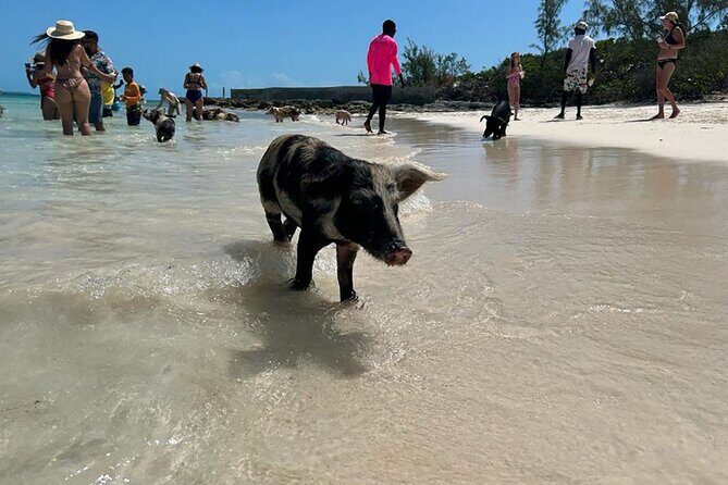 Nassau 3-stops: Snorkeling, Swimming Pigs, Turtles & Lunch - Food and Drink: A Highlight