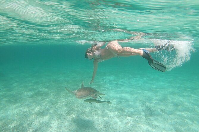 Nassau 3-stops: Snorkeling, Swimming Pigs, Turtles & Lunch - Practical Considerations