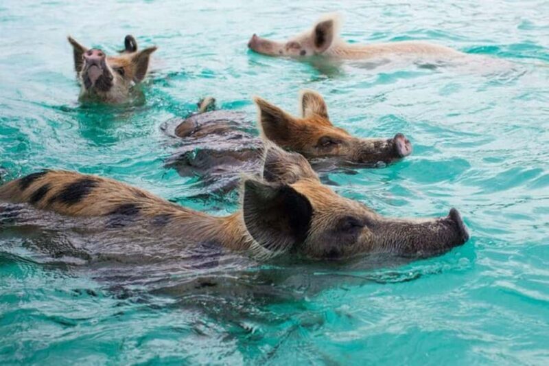 Nassau Bucket List: Private Full-Day Exploration Tour - An In-Depth Look at Nassau’s Hidden Corners