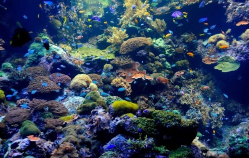 Nassau: Catamaran Sail and Snorkel Tour - Practical Tips