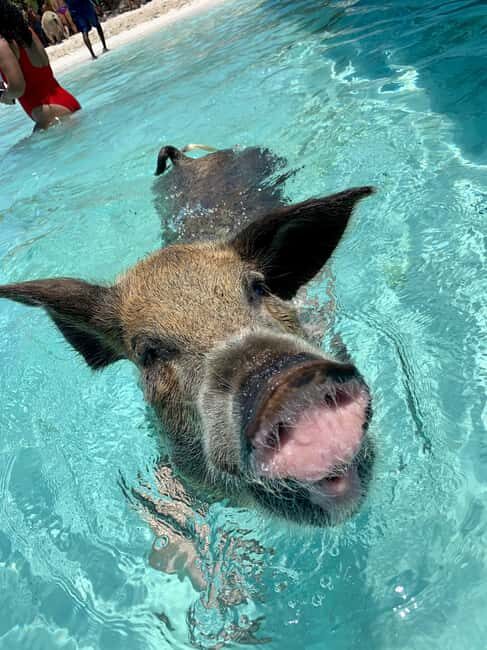 Nassau: Discover Exuma Island Hopping and Swimming Pigs Tour - Starting Point and Transportation