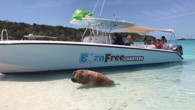 Nassau: Discover Exuma Island Hopping and Swimming Pigs Tour - Big Major’s Cay: Home of the Swimming Pigs
