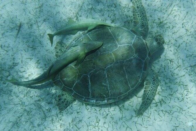 Nassau Optional Cay Hopping Tour on Rose and Pearl Island plus - The Experience: What Travelers Say