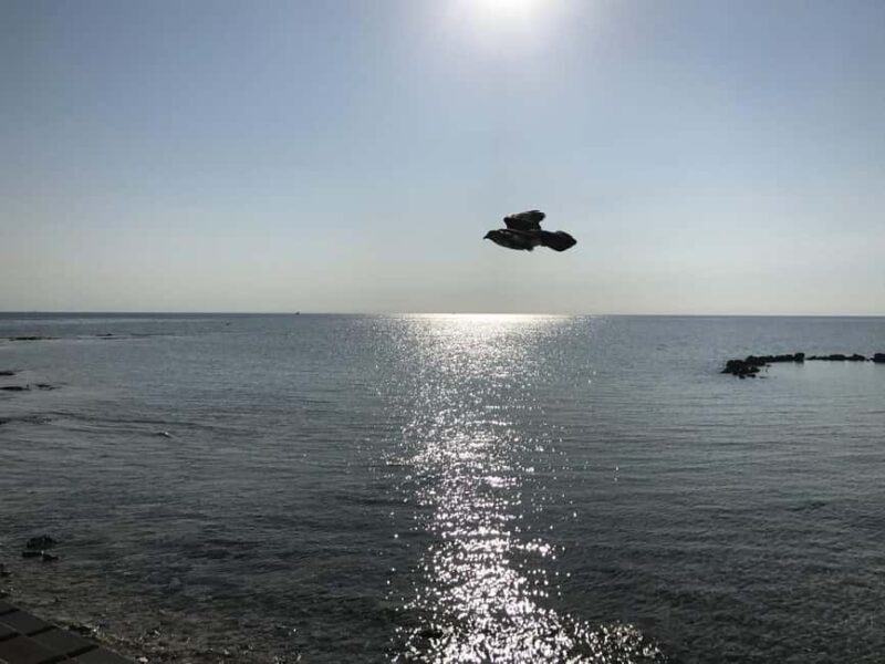 Nassau: Pearl Island Day Trip with Lunch and Snorkeling - An In-Depth Look at the Pearl Island Day Trip