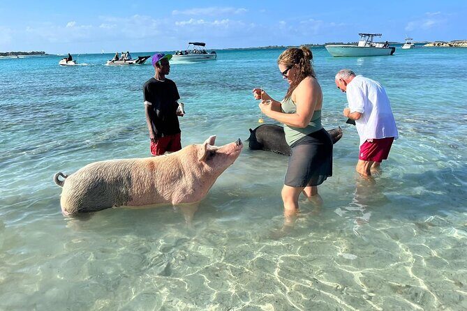 Nassau: Pig Island and Snorkeling Experience - Ideal for Who?