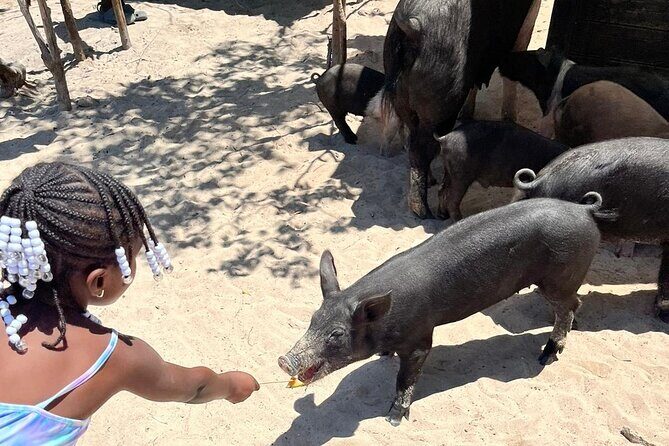 Nassau: Pig Island and Snorkeling Experience - FAQs
