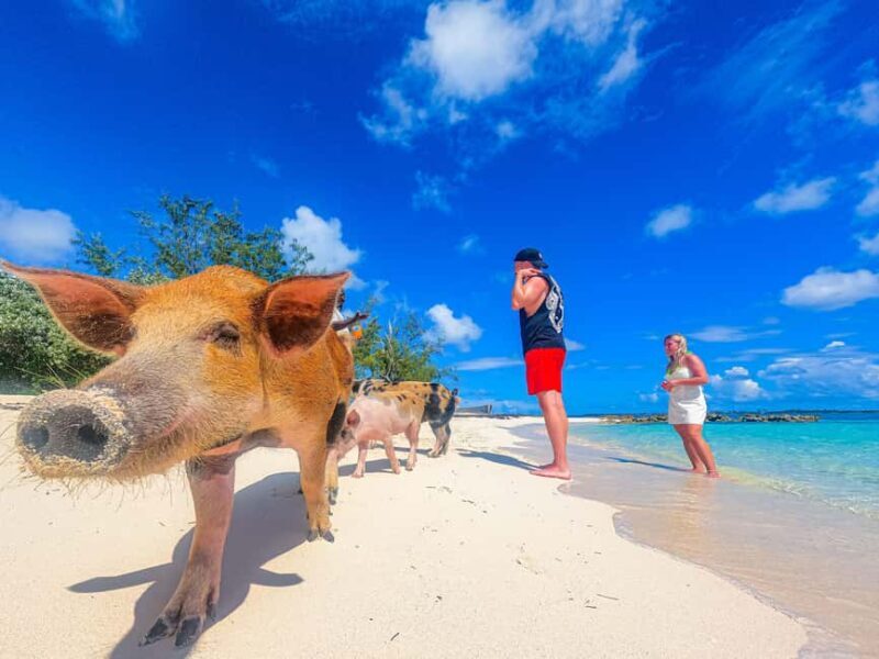 Nassau: Pigs Beach Trip by Boat with Swimming and Feeding - Who Should Consider This Tour?
