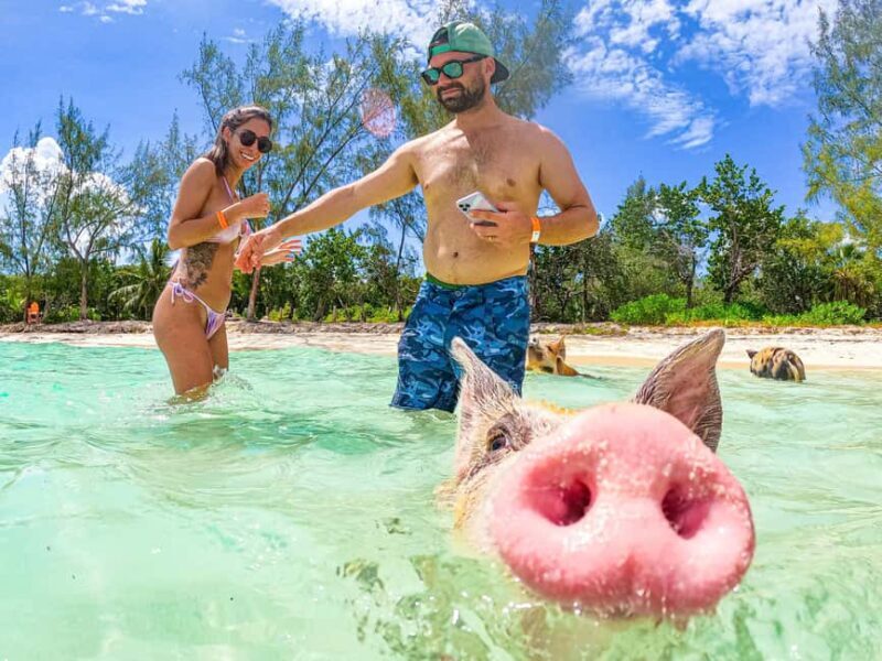 Nassau: Pigs Beach Trip by Boat with Swimming and Feeding - Summary