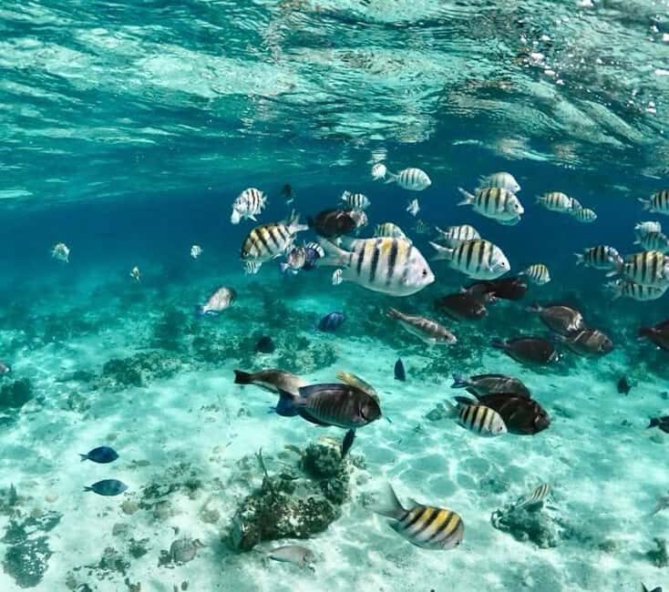Nassau: Pigs, Snorkel, Turtles, Lunch, Private Beach Club - Who This Tour Suits Best