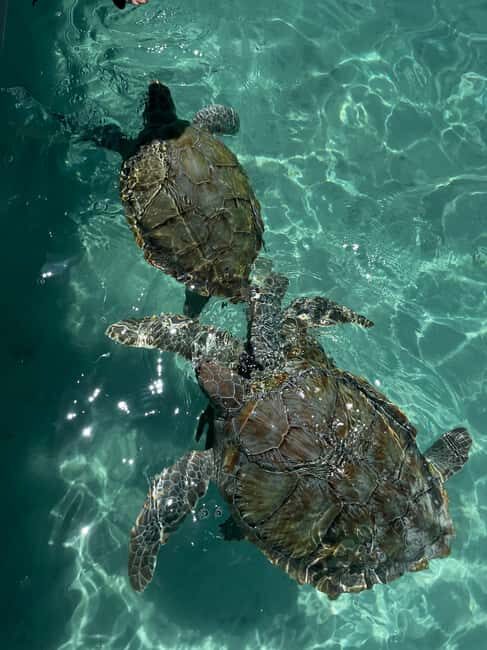 Nassau: Private Boat Charter Snorkel Tour - Practical Details & Tips