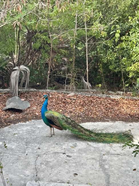 Nassau: Private Boat Charter Snorkel Tour - The Sum Up