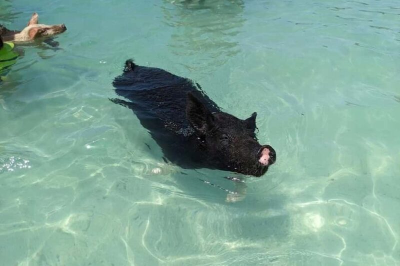 Nassau: Private Swim with Pigs and Snorkeling Adventure - Authentic Traveler Feedback