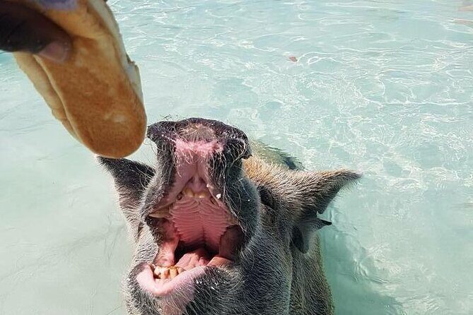 Nassau Private Swim with Pigs, Turtles and Snorkel Tour - An In-Depth Look at the Tour