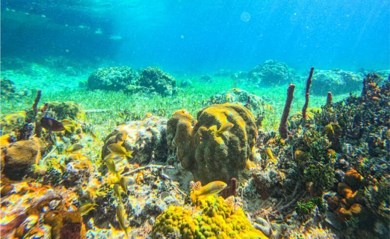 Nassau: Reef Glass Bottom & Snorkel Tour - Final Thoughts