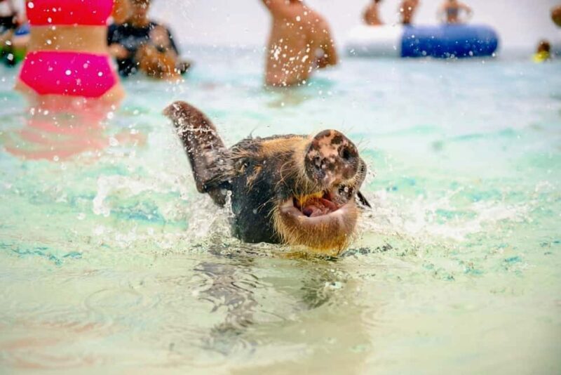 Nassau: Rose Island Swimming Pigs and Beach Day Group Tour - A Practical Look at the Tour Experience