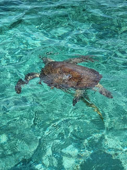 Nassau: Rose Island Swimming Pigs & Turtles Snorkeling Tour - The Experience from Travelers’ Perspectives