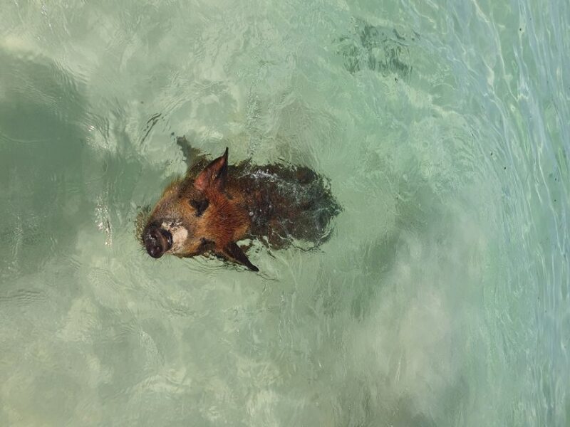 Nassau: Rose Island Swimming Pigs & Turtles Snorkeling Tour - The Value and Who It’s For