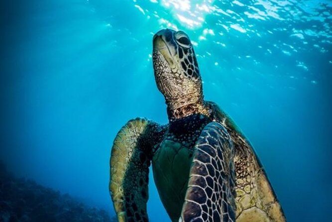 Nassau Shore Excursion: Bahamas Snorkel Adventure - An Overview of the Bahamas Snorkel Adventure