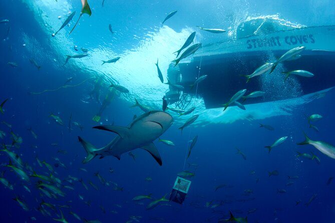 Nassau Shore Excursion: Bahamas Snorkel Adventure - Who Will Love This Tour?