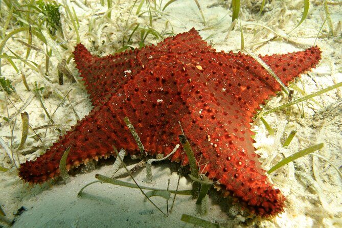 Nassau Shore Excursion: Bahamas Snorkel Adventure - The Sum Up