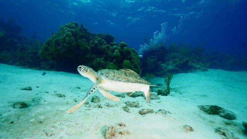 Nassau: Snorkeling, Pig Beach, Swim with Turtles, and Lunch - What Makes This Tour Stand Out
