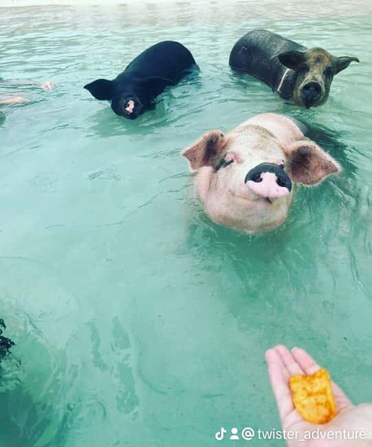 Nassau: Snorkeling, Swimming Pigs, Turtles & beach bar - Key Points