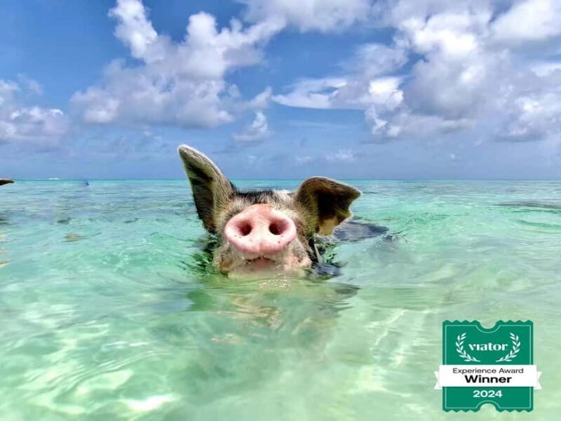 Nassau: Swimming Pigs and Private Beach Club Trip with Lunch - An In-Depth Look at the Tour Experience