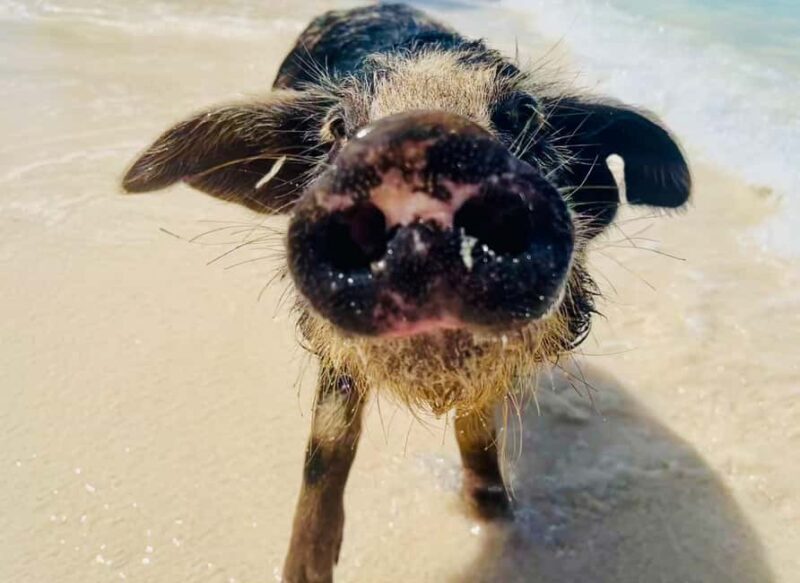 Nassau: Swimming Pigs and Private Beach Club Trip with Lunch - The Sum Up