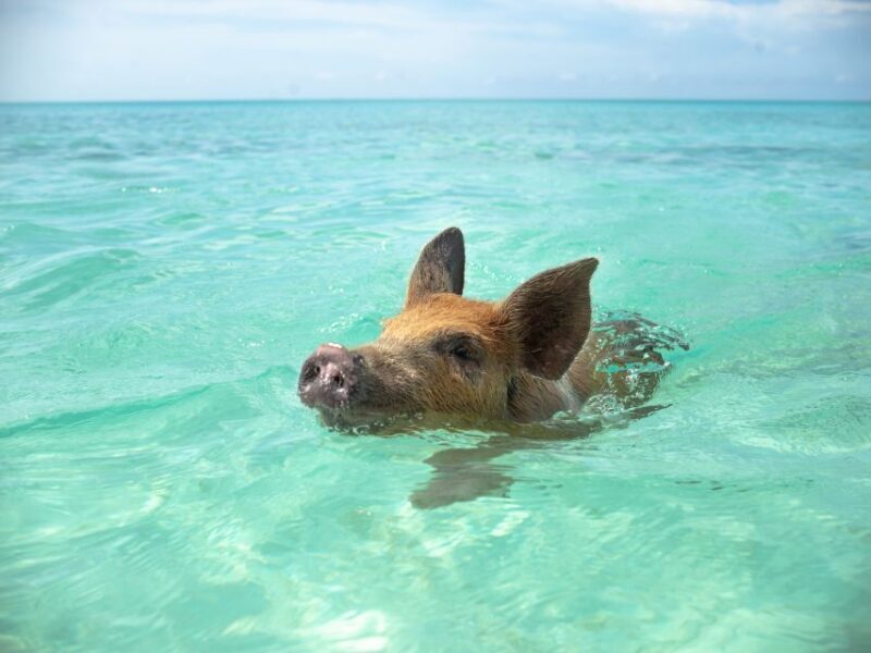 Nassau: Swimming Pigs and Private Beach Club Trip with Lunch - FAQ