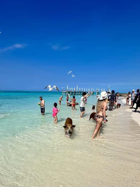 Nassau: Swimming Pigs, Snorkel and Lunch by Speed Boat - The Sum Up