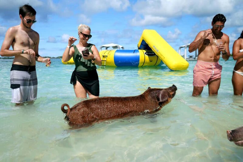 Nassau: Swimming Pigs, Snorkeling, Lunch, & Beach Boat Tour - Key Points