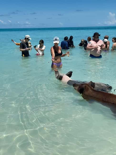 Nassau: Swimming with Pigs, Snorkeling, and Sightseeing Tour - Key Points