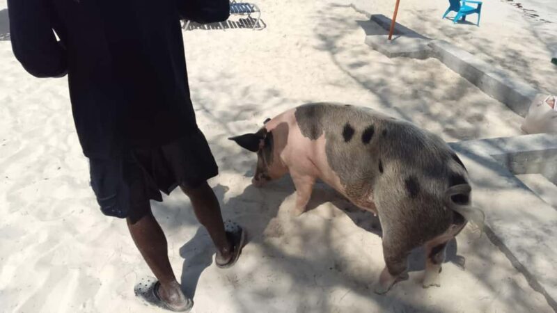 Nassau: Swimming with Pigs, Snorkeling, and Sightseeing Tour - An Honest Look at the Nassau Water Tour