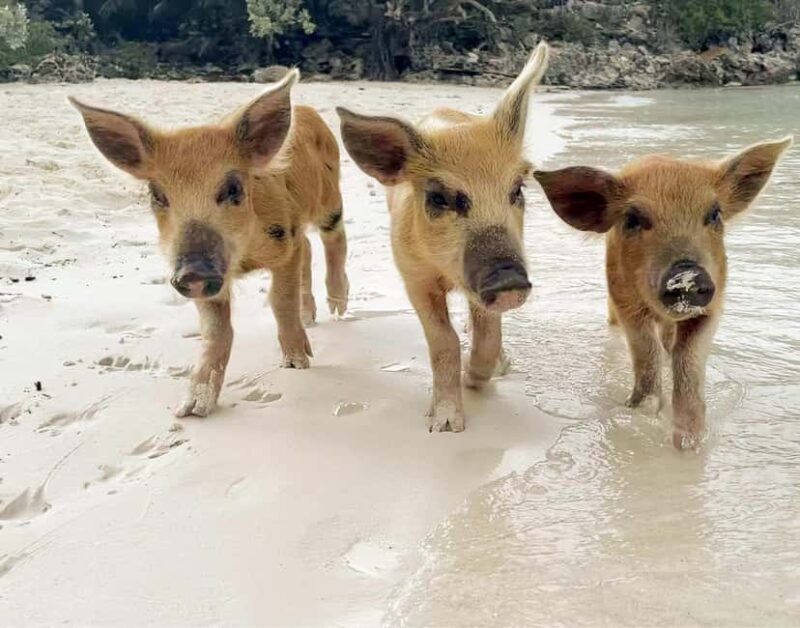 Nassau: The Ultimate Watersports Adventure Total Package - Frequently Asked Questions