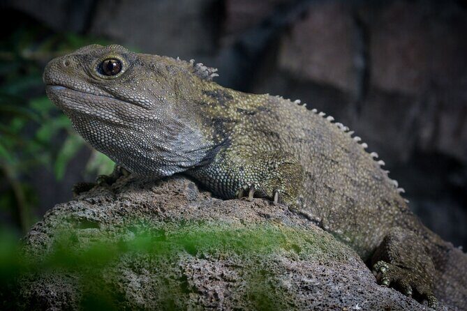 National Aquarium of New Zealand in Napier Native Icons Tour - Why This Tour Is a Great Choice
