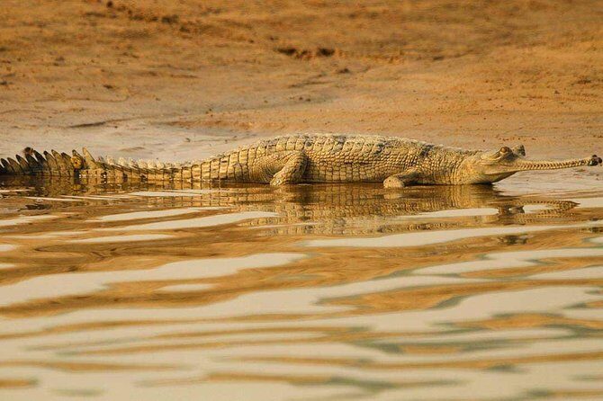 National Chambal Sanctuary and Alligator Day Tour from Agra - Key Points