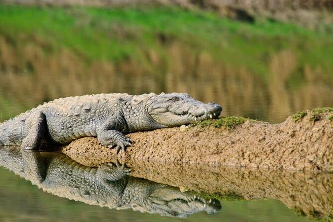 National Chambal Sanctuary and Alligator Day Tour from Agra - A Complete Guide to the Day Trip Experience