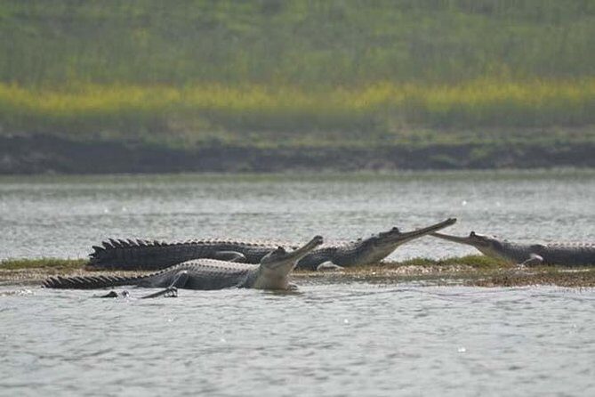 National Chambal Sanctuary and Alligator Day Tour from Agra - Practical Details: Timing and Accessibility