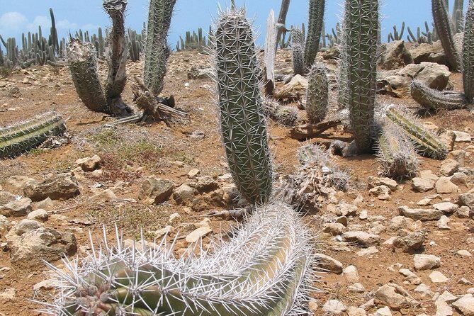 National Park Jeep Safari - Real-World Insights from Travelers