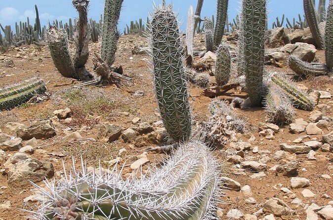 National Park Jeep Safari - Final Thoughts