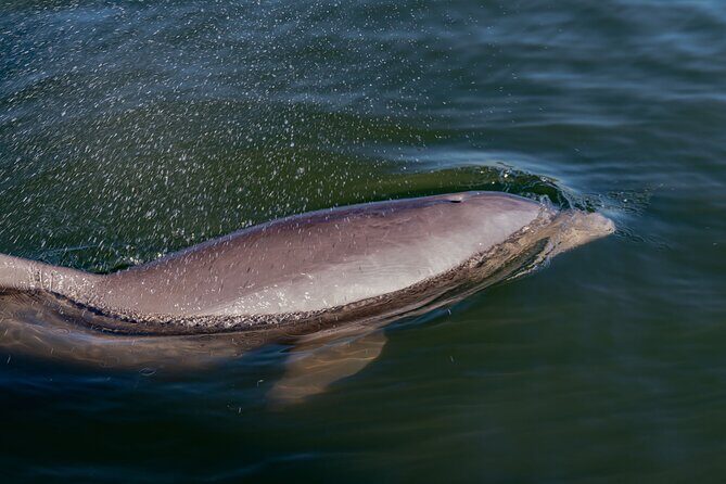 National Park Pedal Kayak Tours in New Smyrna Beach - Discovering the Experience: What to Expect During the Tour